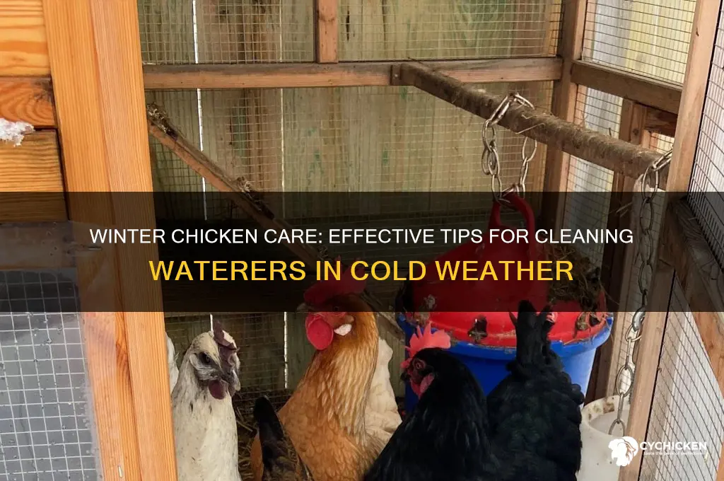 Winter Chicken Care: Effective Tips For Cleaning Waterers In Cold ...