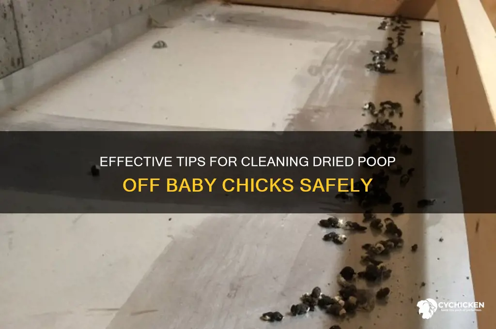 Effective Tips For Cleaning Dried Poop Off Baby Chicks Safely | CyChicken