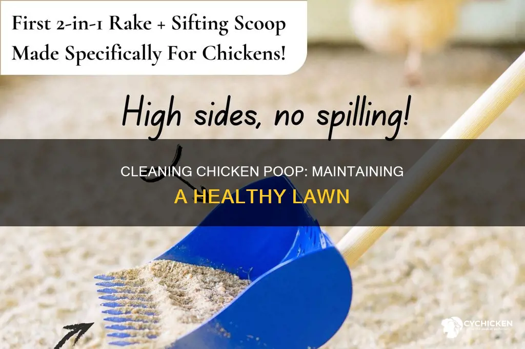 Cleaning Chicken Poop: Maintaining A Healthy Lawn | CyChicken