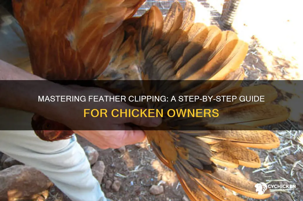 Mastering Feather Clipping: A Step-By-Step Guide For Chicken Owners ...