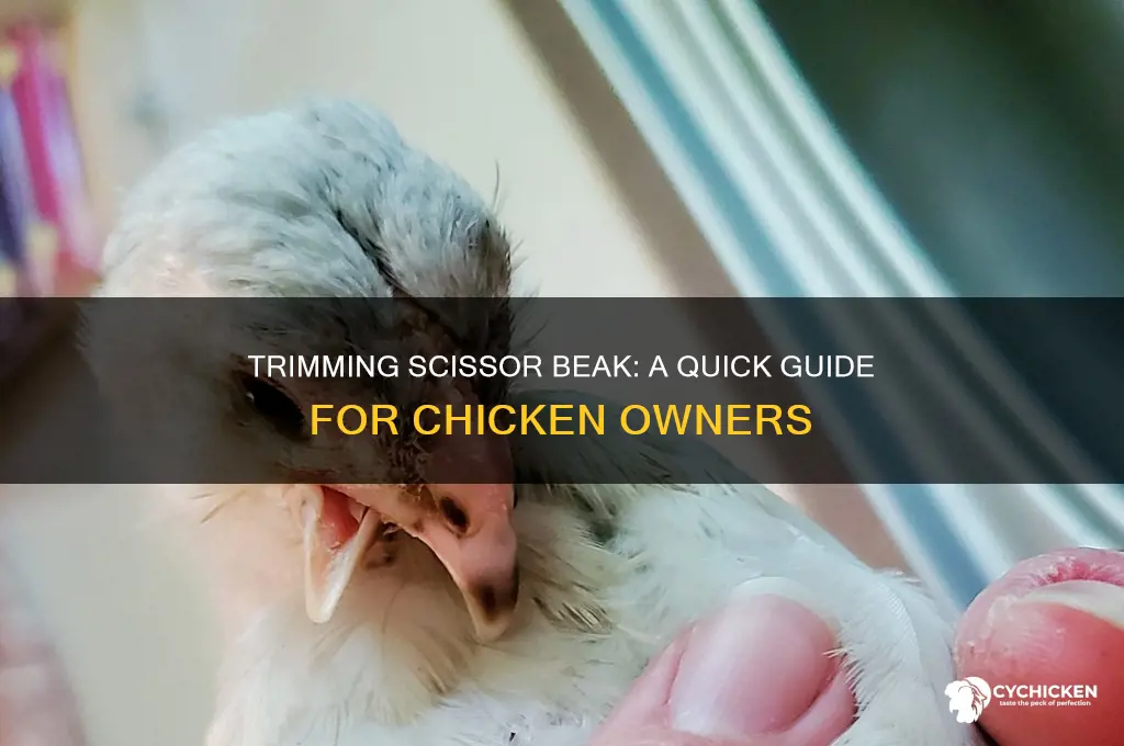 Trimming Scissor Beak: A Quick Guide For Chicken Owners | CyChicken