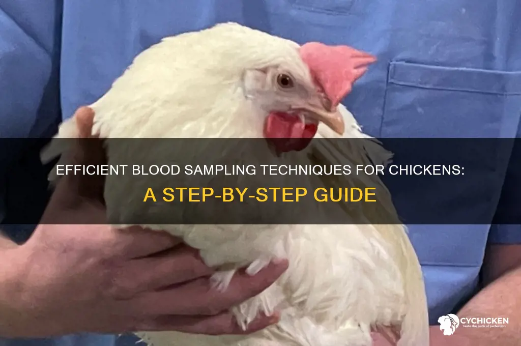 Efficient Blood Sampling Techniques For Chickens: A Step-By-Step Guide ...