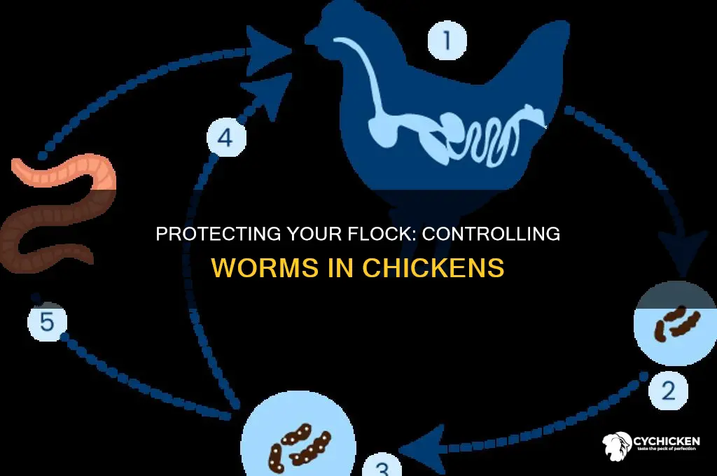 Protecting Your Flock: Controlling Worms In Chickens | CyChicken