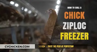 Culling And Processing Chickens: A Step-By-Step Guide For Beginners ...