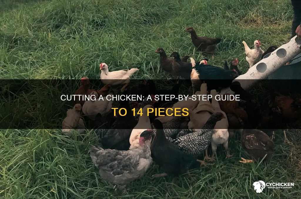 Cutting A Chicken: A Step-By-Step Guide To 14 Pieces | CyChicken