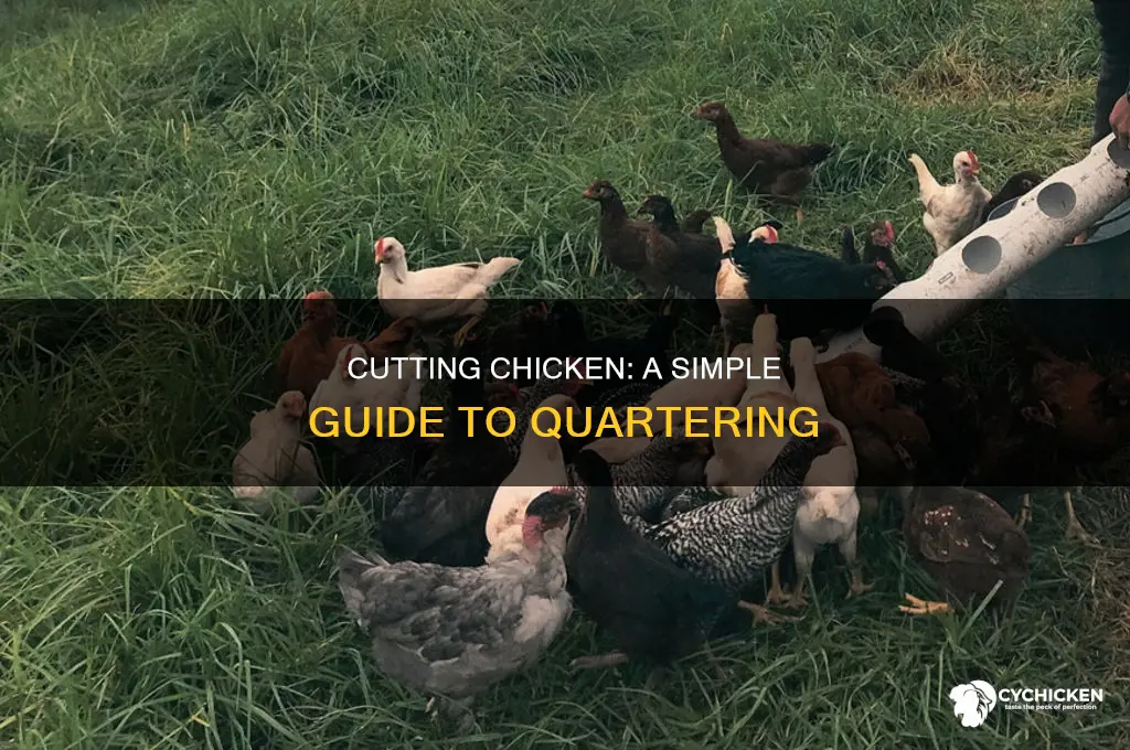 Cutting Chicken: A Simple Guide To Quartering | CyChicken
