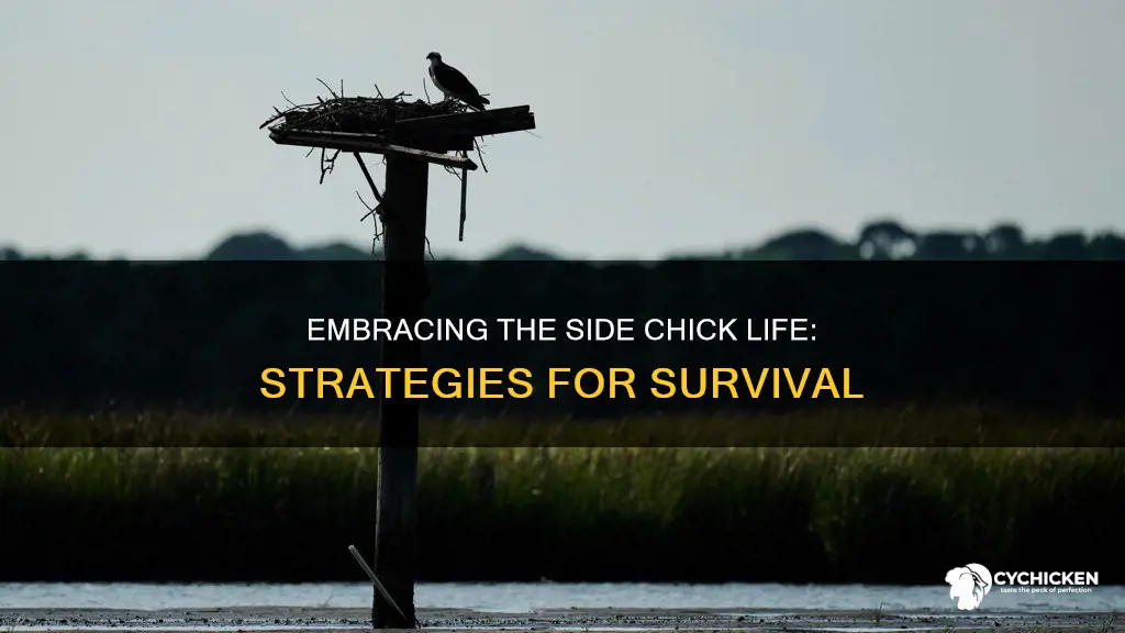 Embracing The Side Chick Life: Strategies For Survival | CyChicken