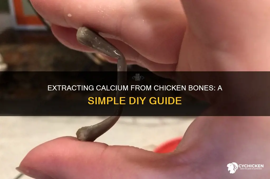 Extracting Calcium From Chicken Bones: A Simple Diy Guide | CyChicken