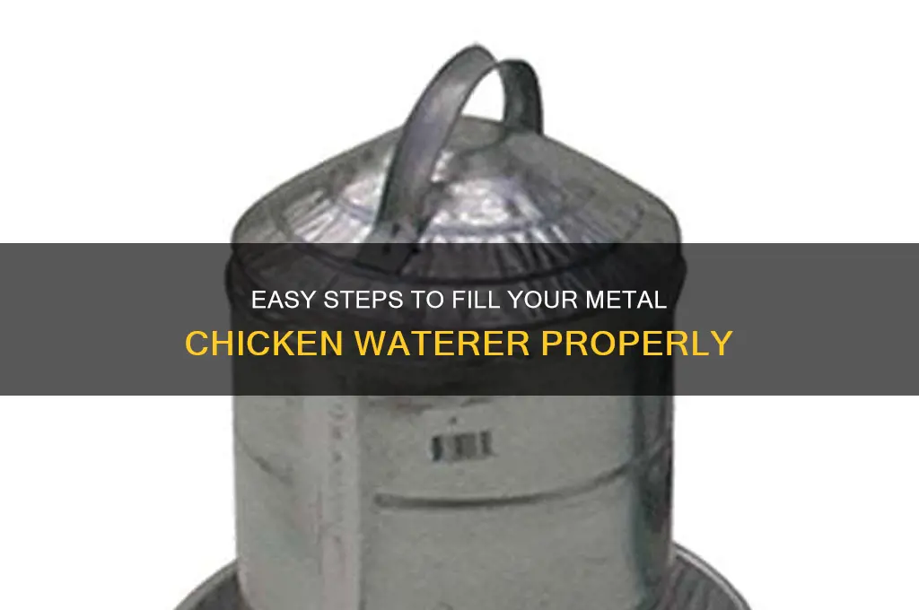 Easy Steps To Fill Your Metal Chicken Waterer Properly | CyChicken
