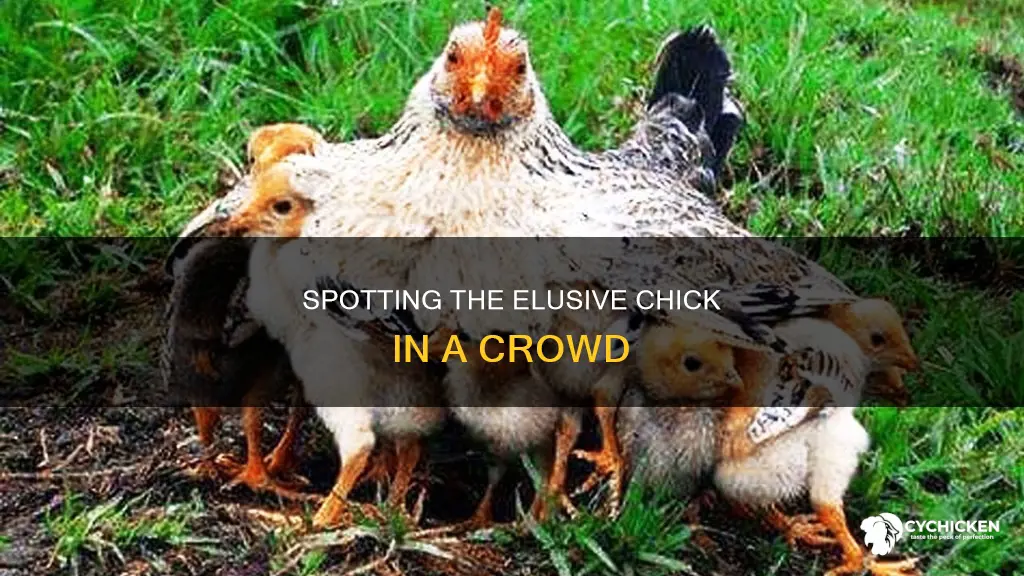 Spotting The Elusive Chick In A Crowd | CyChicken
