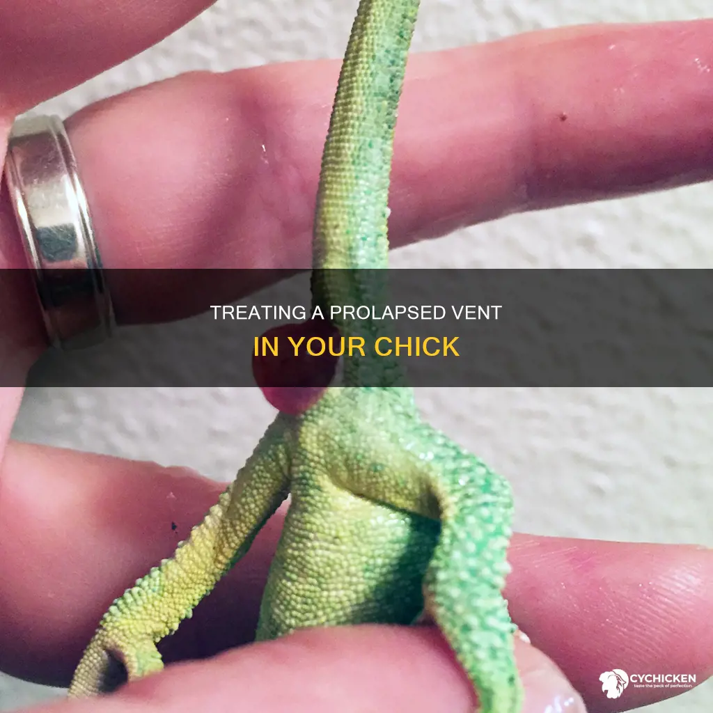 Treating A Prolapsed Vent In Your Chick | CyChicken