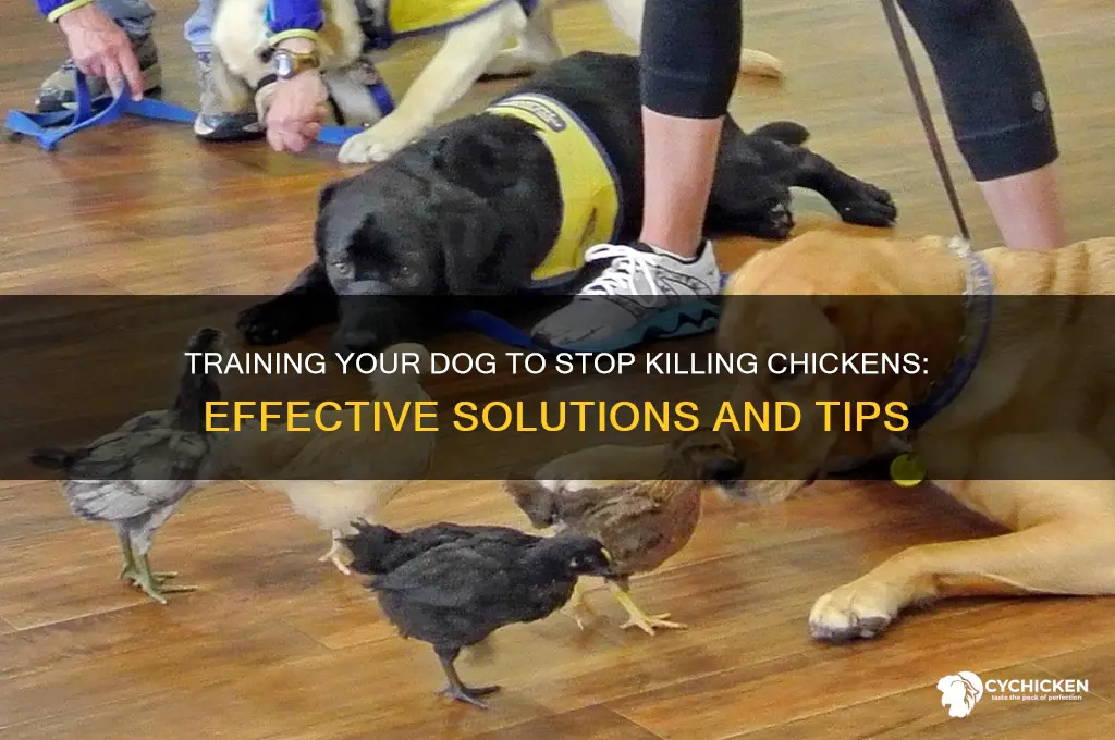Training Your Dog To Stop Killing Chickens: Effective Solutions And ...