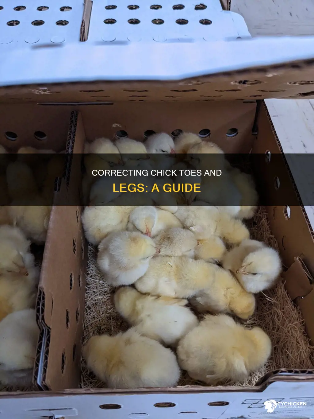 Correcting Chick Toes And Legs: A Guide | CyChicken