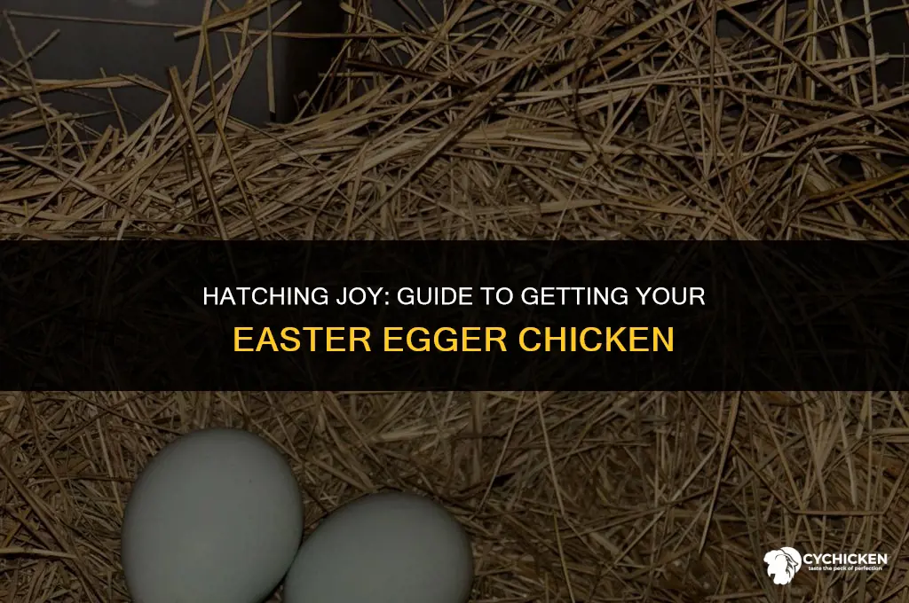 Hatching Joy: Guide To Getting Your Easter Egger Chicken | CyChicken