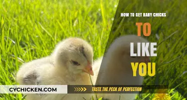 Quieting The Peep: How To Soothe Your Baby Chicks' Chirping | CyChicken