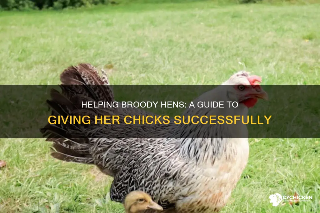 Helping Broody Hens: A Guide To Giving Her Chicks Successfully | CyChicken
