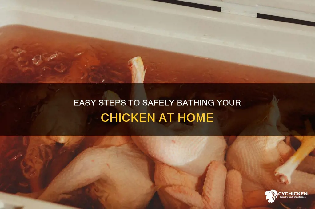 Easy Steps To Safely Bathing Your Chicken At Home | CyChicken