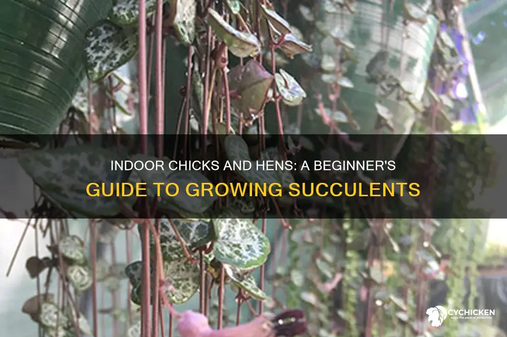 Indoor Chicks And Hens: A Beginner's Guide To Growing Succulents ...