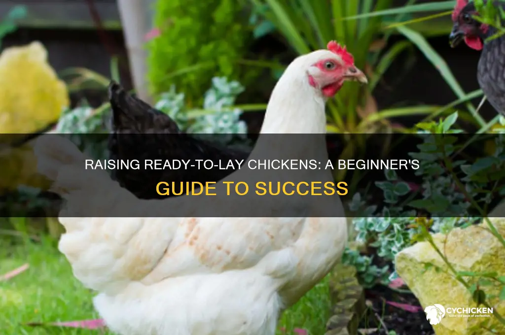 Raising Ready-To-Lay Chickens: A Beginner's Guide To Success | CyChicken