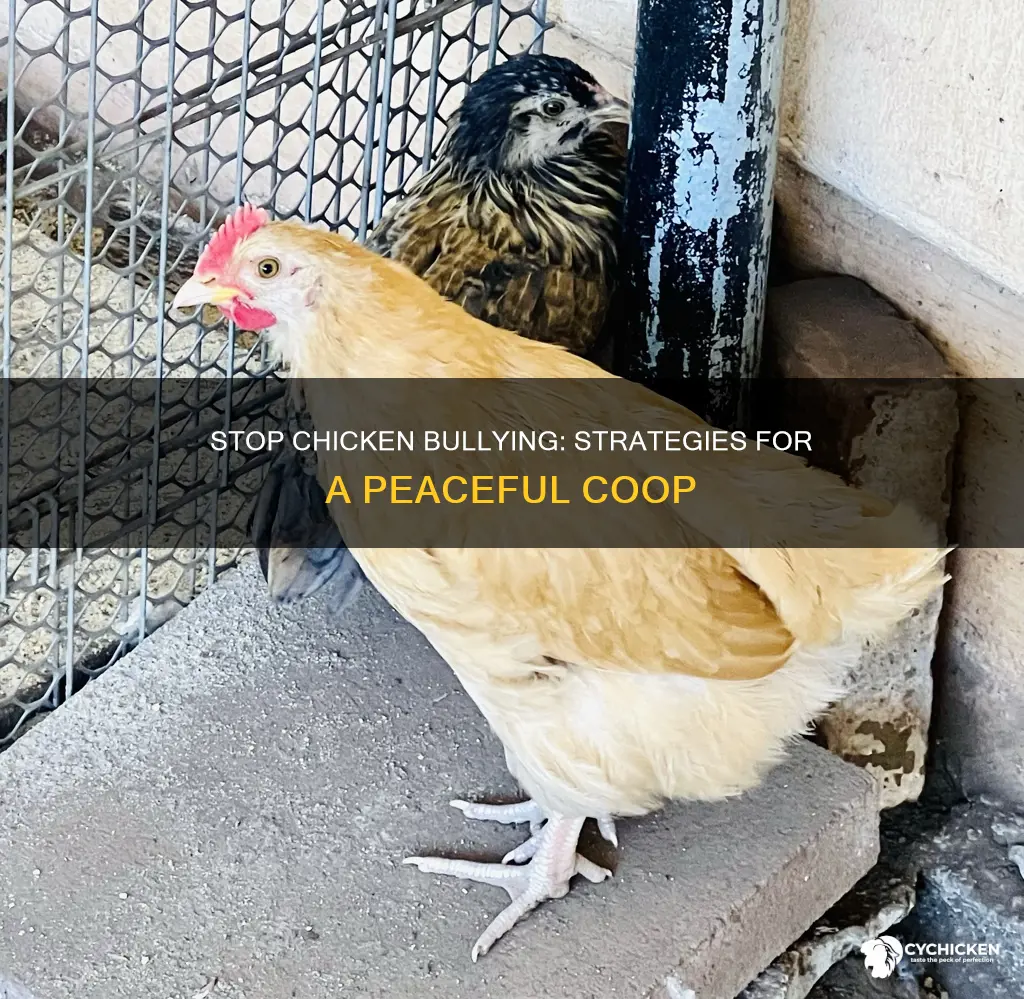 Stop Chicken Bullying: Strategies For A Peaceful Coop | CyChicken