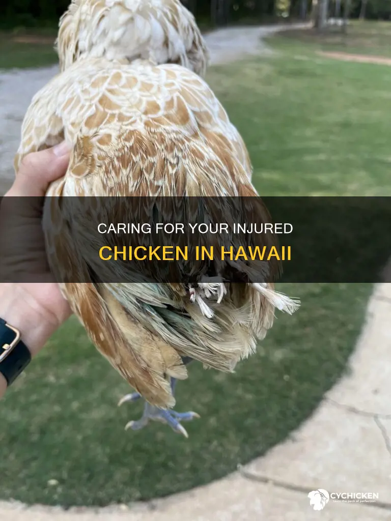 Caring For Your Injured Chicken In Hawaii | CyChicken