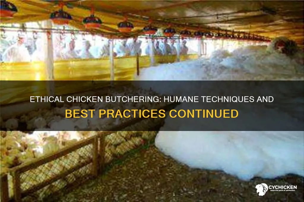 Ethical Chicken Butchering: Humane Techniques And Best Practices ...