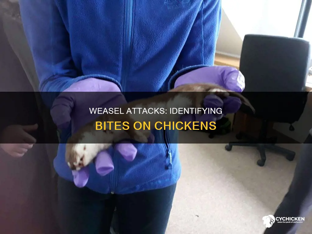 Weasel Attacks: Identifying Bites On Chickens | CyChicken