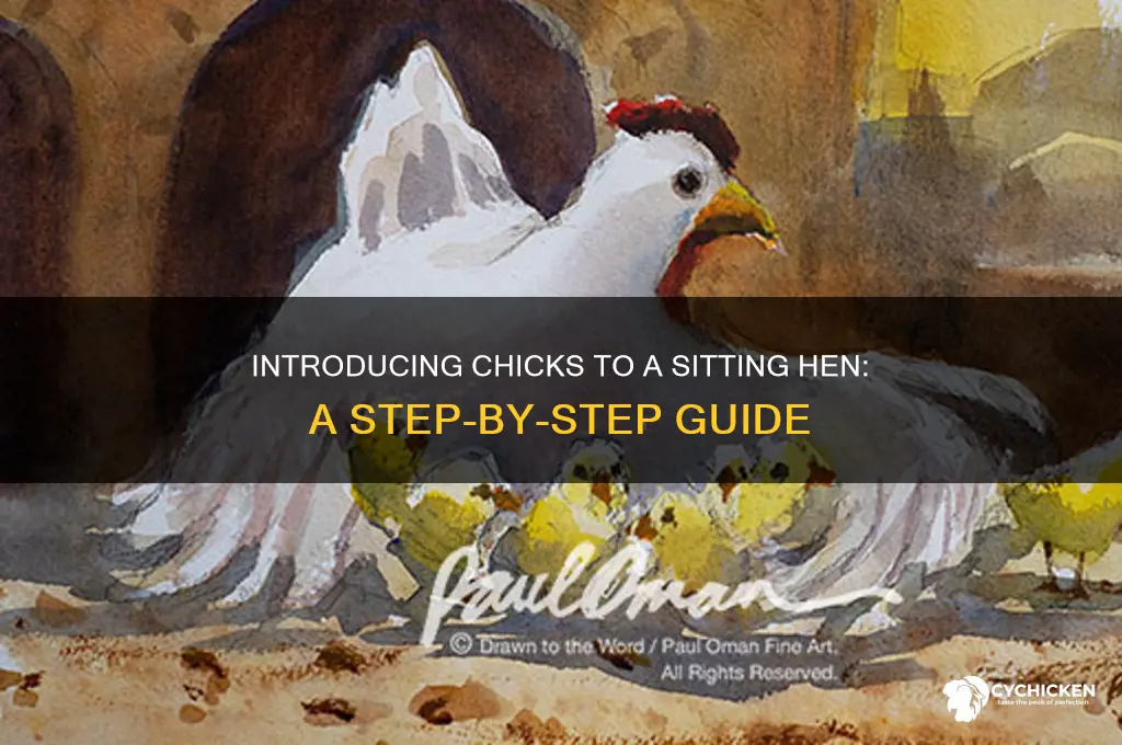 Introducing Chicks To A Sitting Hen: A Step-By-Step Guide | CyChicken