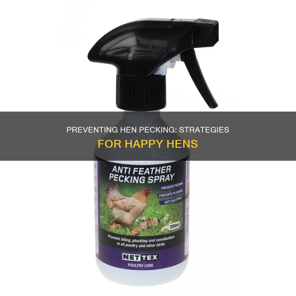 Preventing Hen Pecking: Strategies For Happy Hens | CyChicken