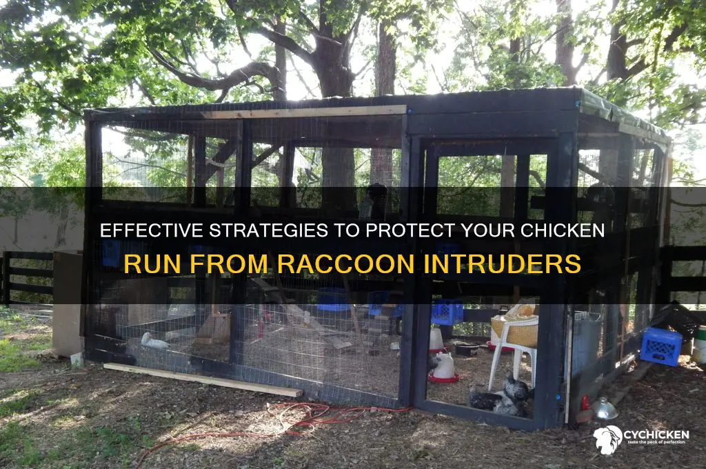 Effective Strategies To Protect Your Chicken Run From Raccoon Intruders ...