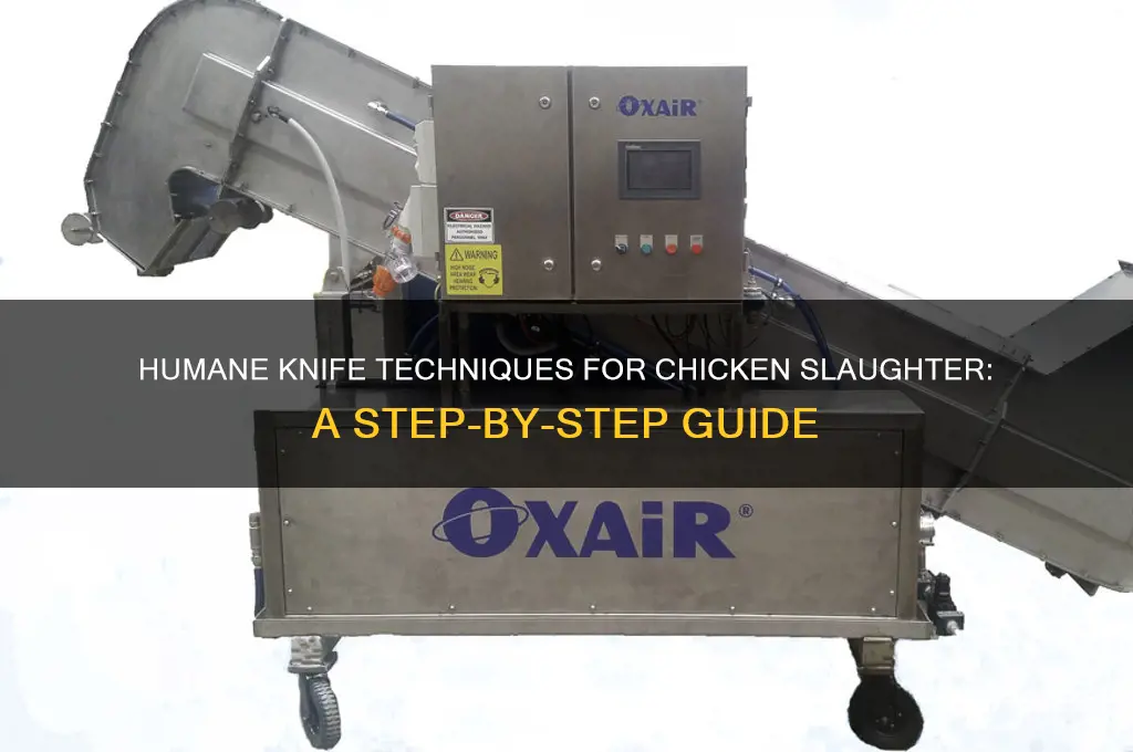 Humane Knife Techniques For Chicken Slaughter: A Step-By-Step Guide ...