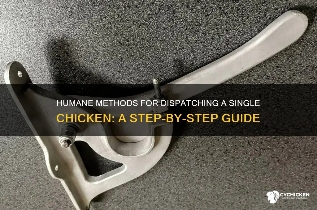 Humane Methods For Dispatching A Single Chicken: A Step-By-Step Guide ...