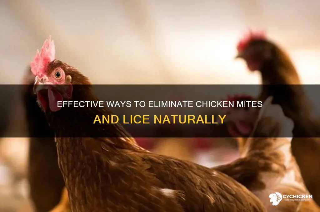Effective Ways To Eliminate Chicken Mites And Lice Naturally | CyChicken