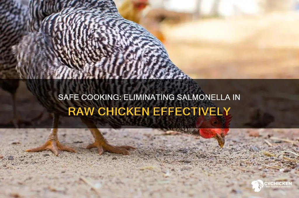 Safe Cooking: Eliminating Salmonella In Raw Chicken Effectively | CyChicken
