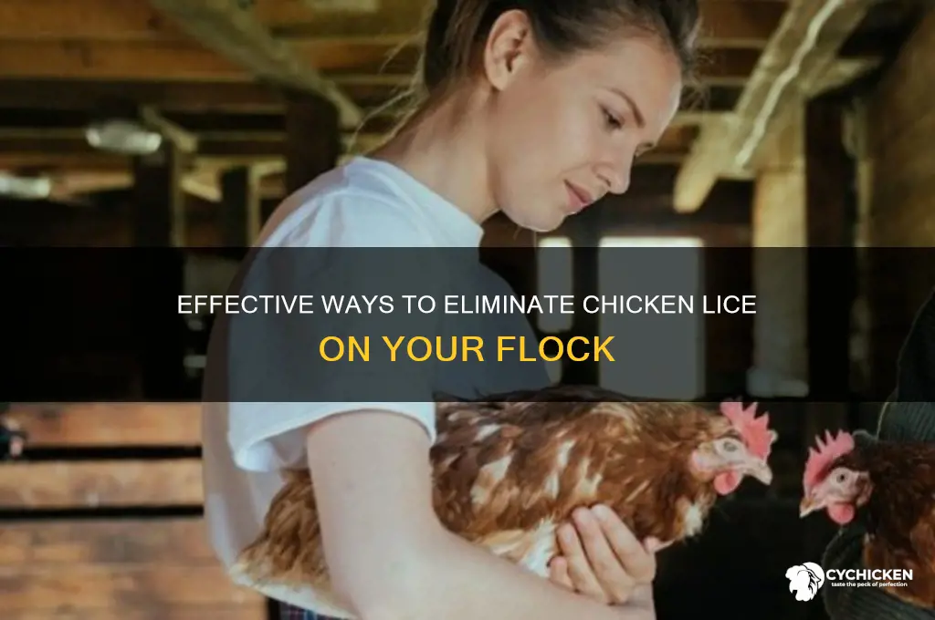 Effective Ways To Eliminate Chicken Lice On Your Flock | CyChicken