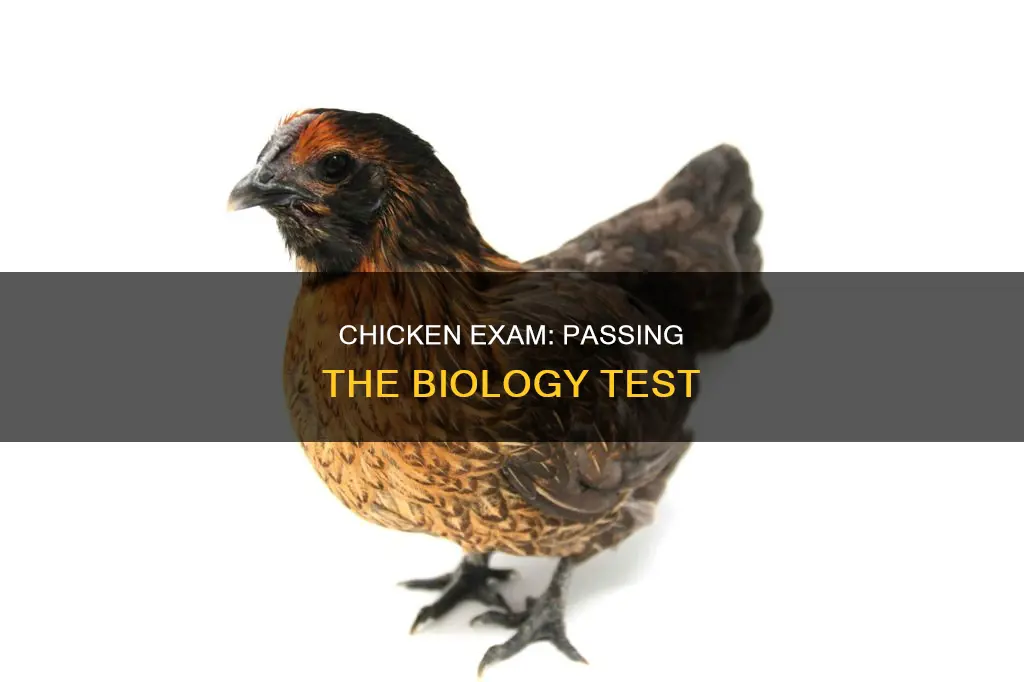 Chicken Exam: Passing The Biology Test | CyChicken