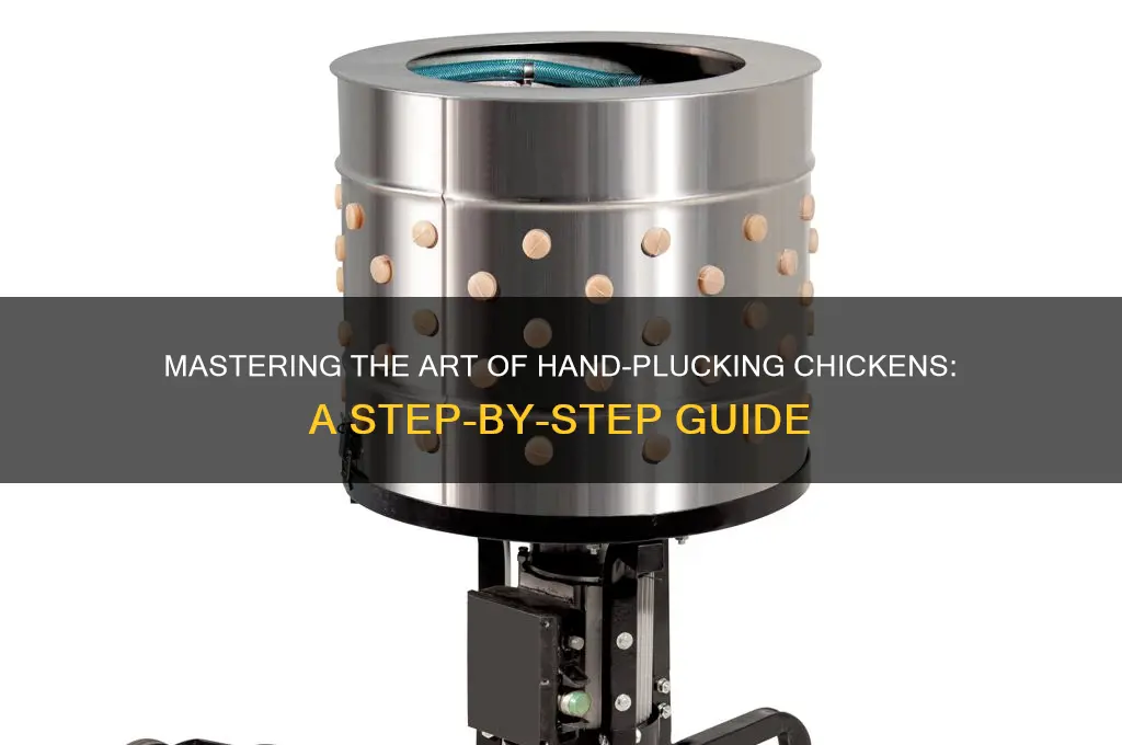Mastering The Art Of Hand-Plucking Chickens: A Step-By-Step Guide ...