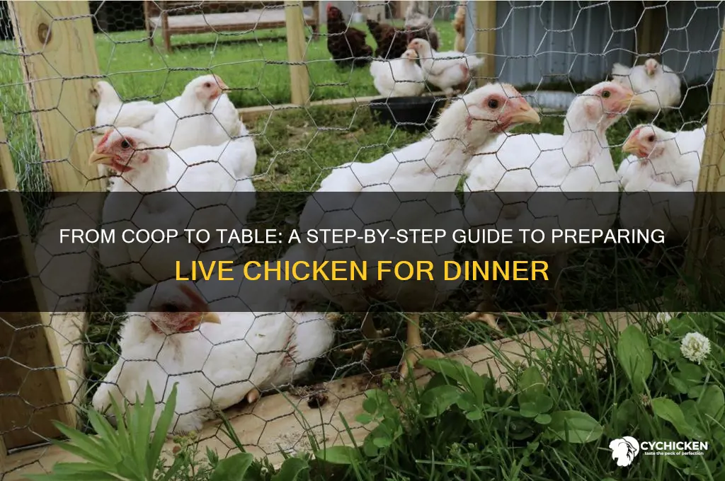 From Coop To Table: A Step-By-Step Guide To Preparing Live Chicken For ...
