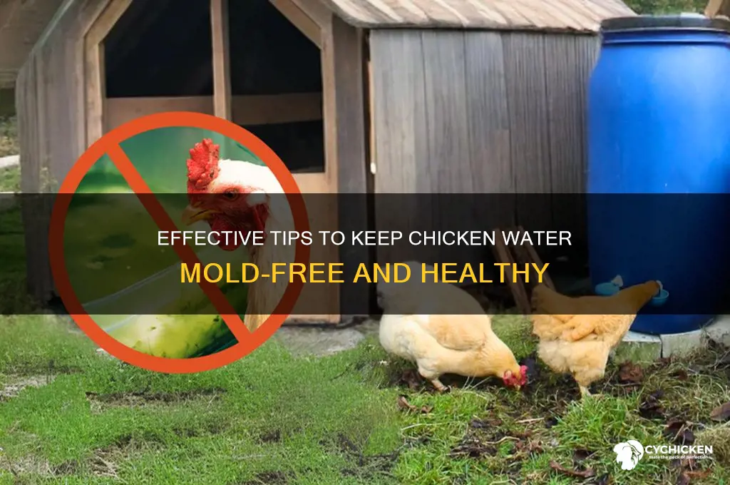 Effective Tips To Keep Chicken Water Mold-Free And Healthy | CyChicken