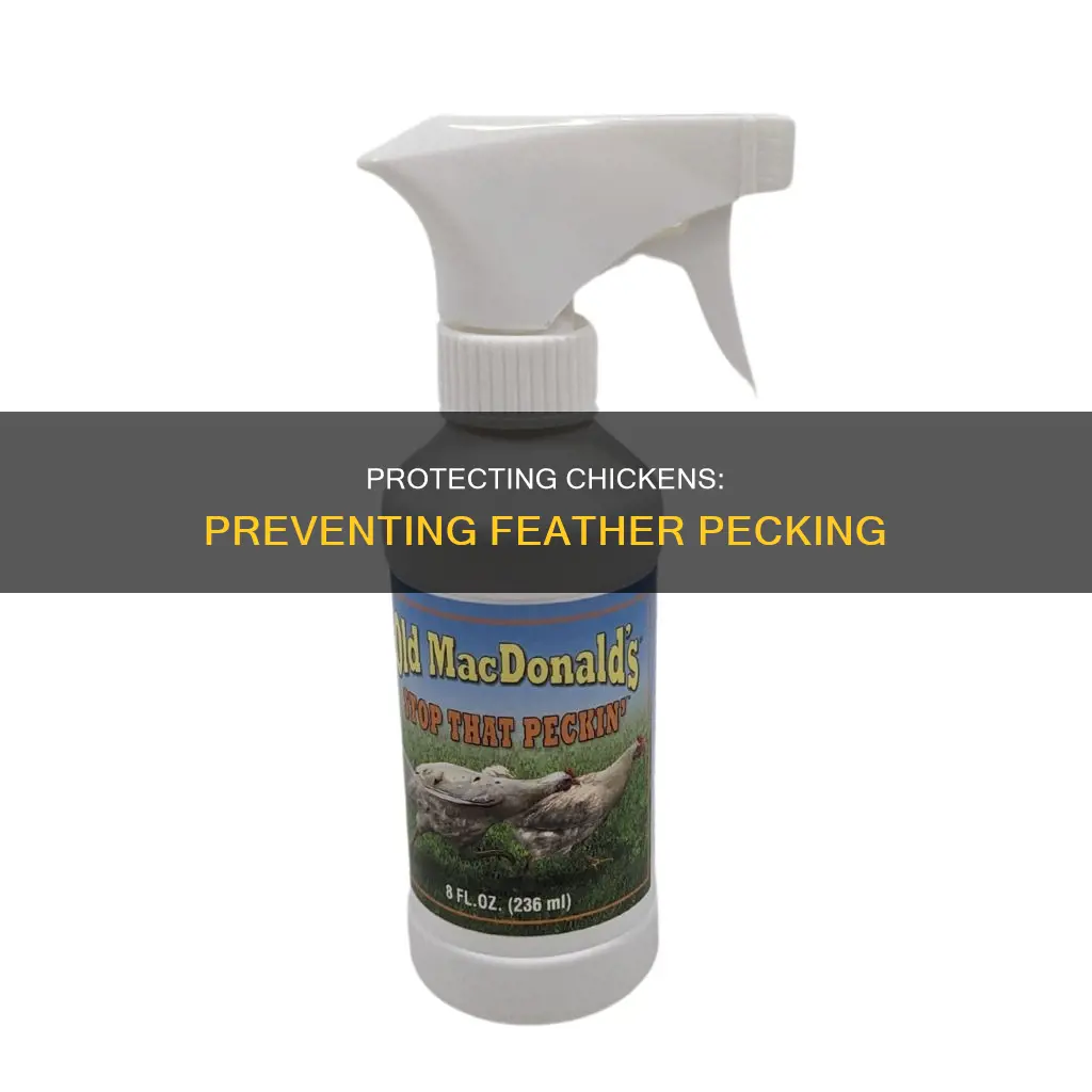 Protecting Chickens: Preventing Feather Pecking | CyChicken