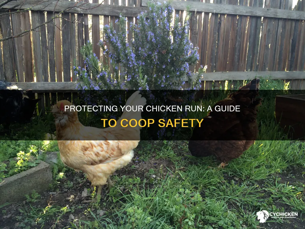 Protecting Your Chicken Run: A Guide To Coop Safety | CyChicken