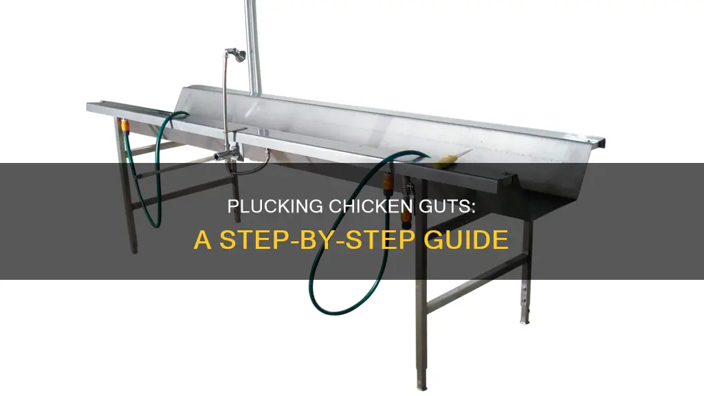 Plucking Chicken Guts: A Step-By-Step Guide | CyChicken