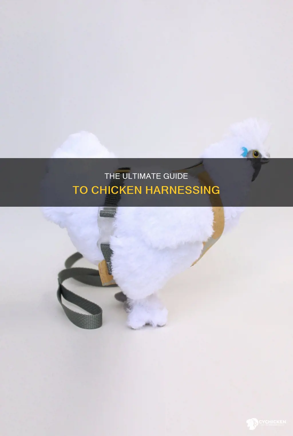 The Ultimate Guide To Chicken Harnessing | CyChicken