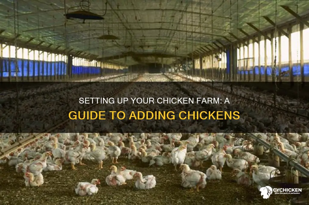 Setting Up Your Chicken Farm: A Guide To Adding Chickens | CyChicken