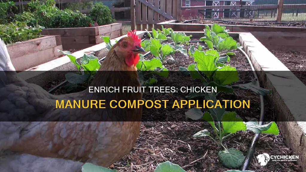 Enrich Fruit Trees: Chicken Manure Compost Application | CyChicken