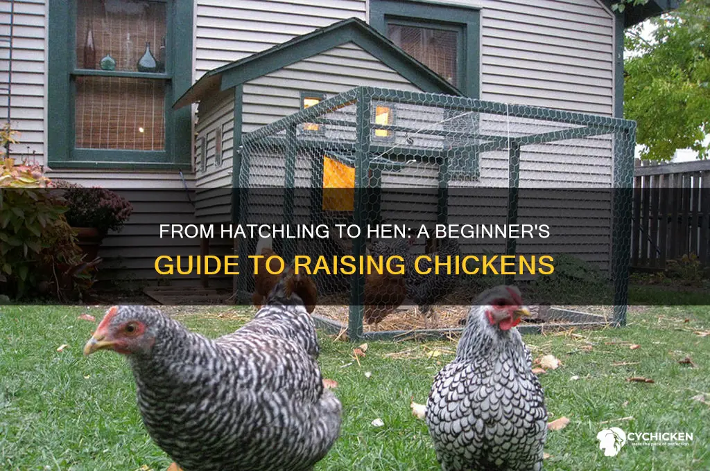 From Hatchling To Hen: A Beginner's Guide To Raising Chickens | CyChicken