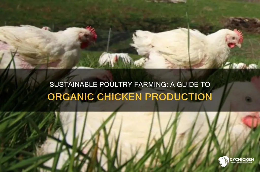 Sustainable Poultry Farming: A Guide To Organic Chicken Production ...