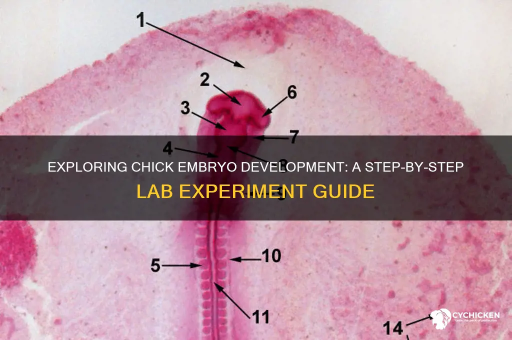 Exploring Chick Embryo Development: A Step-By-Step Lab Experiment Guide ...