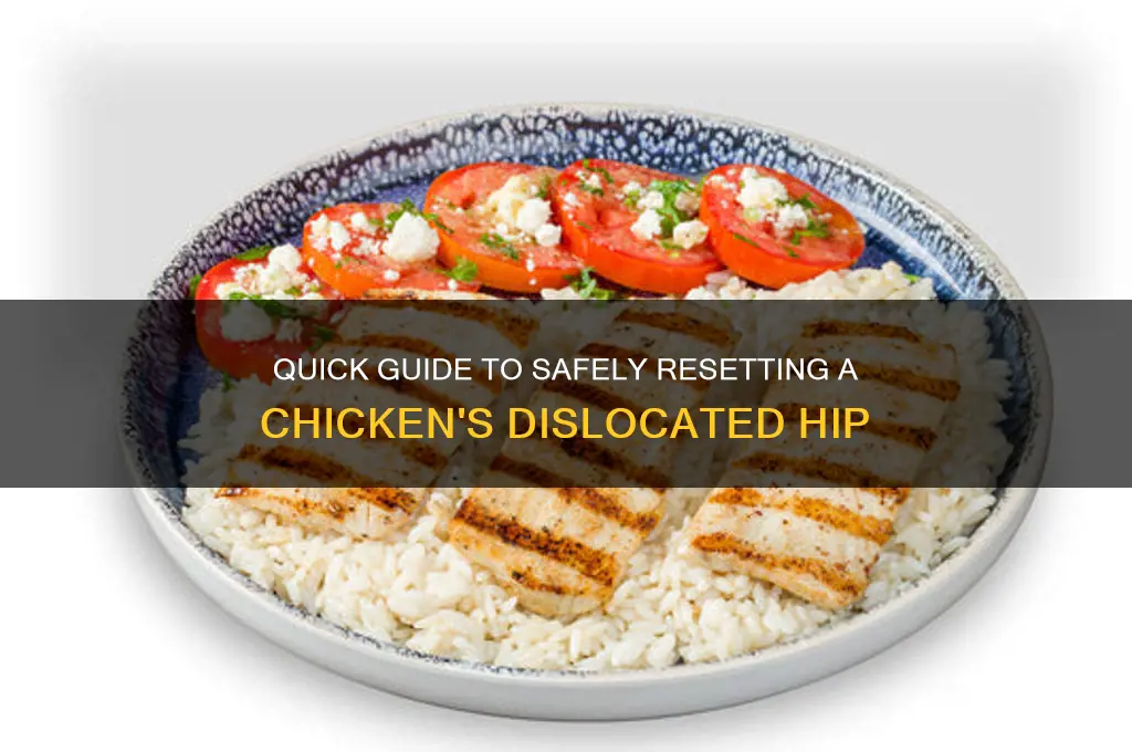 Quick Guide To Safely Resetting A Chicken's Dislocated Hip | CyChicken