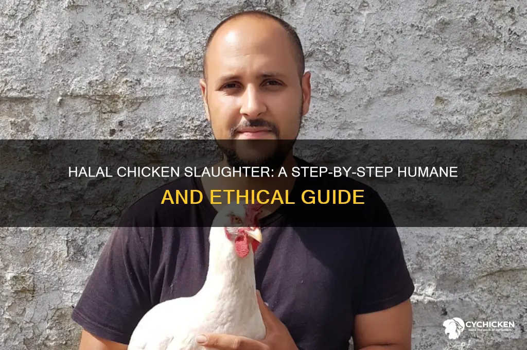 Halal Chicken Slaughter: A Step-By-Step Humane And Ethical Guide ...